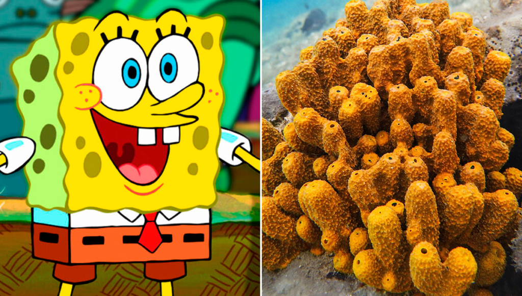 Bob Esponja: Conheça os animais reais que inspiraram os personagens