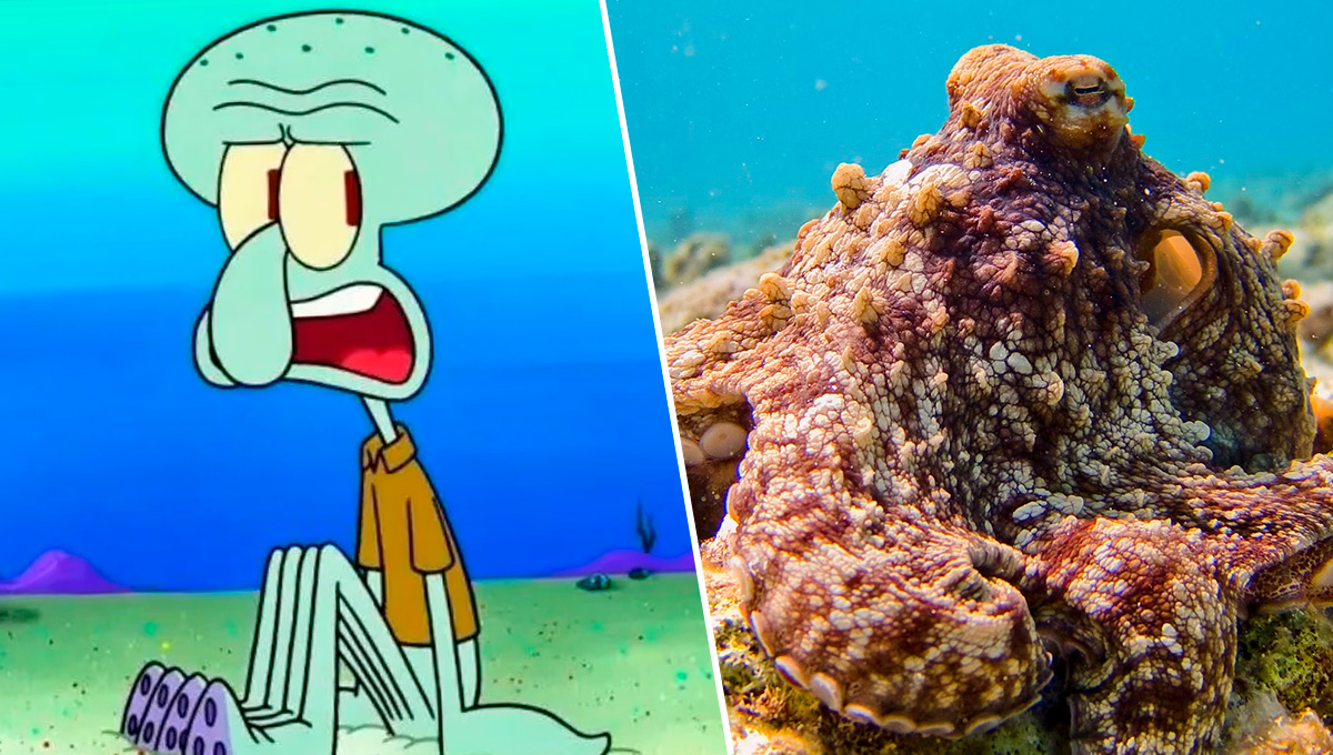Bob Esponja: Conheça os animais reais que inspiraram os personagens